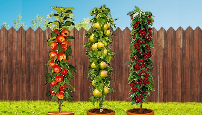 Discount Experts Garden